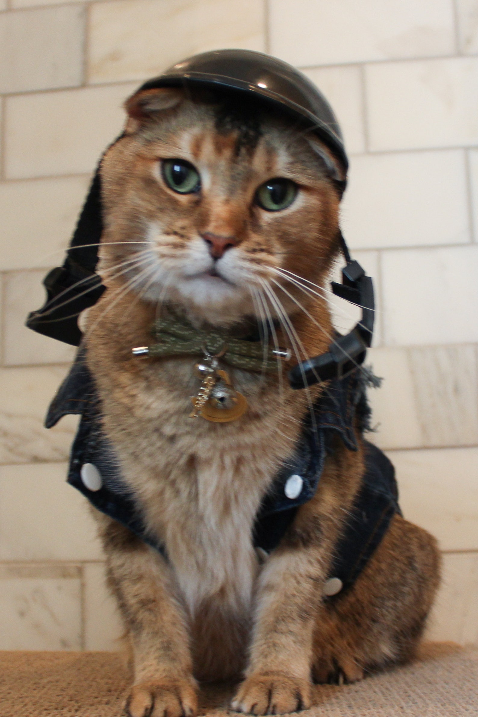 Helmet for Cat - Cat Hat Helmet - Etsy