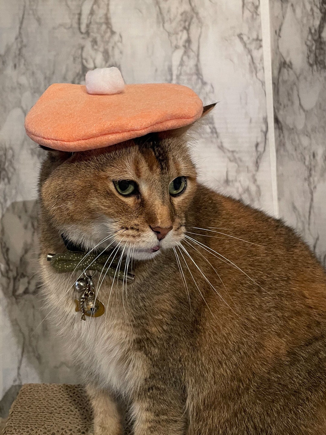 Orange Sherbet Beret Hat for Your Cat-- FREE SHIPPING - Etsy