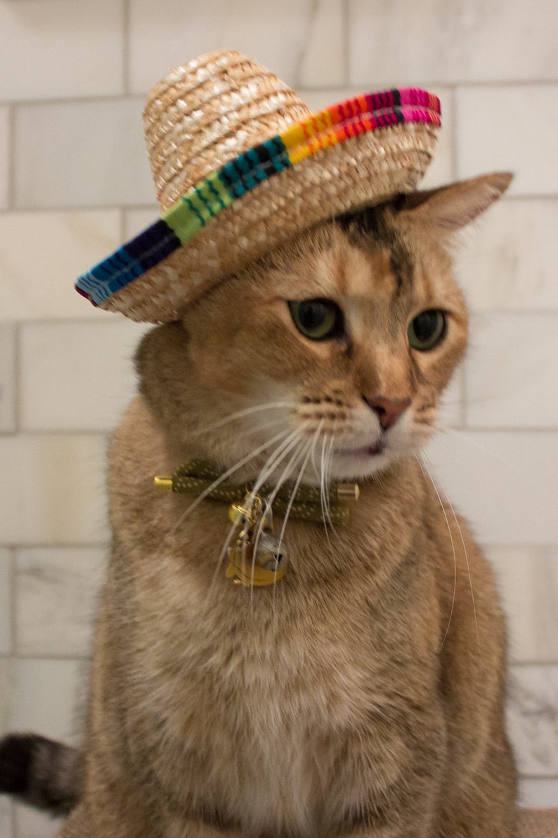 Katze Sombrero mexikanische Katze Hut Hund Hut kostenloser | Etsy