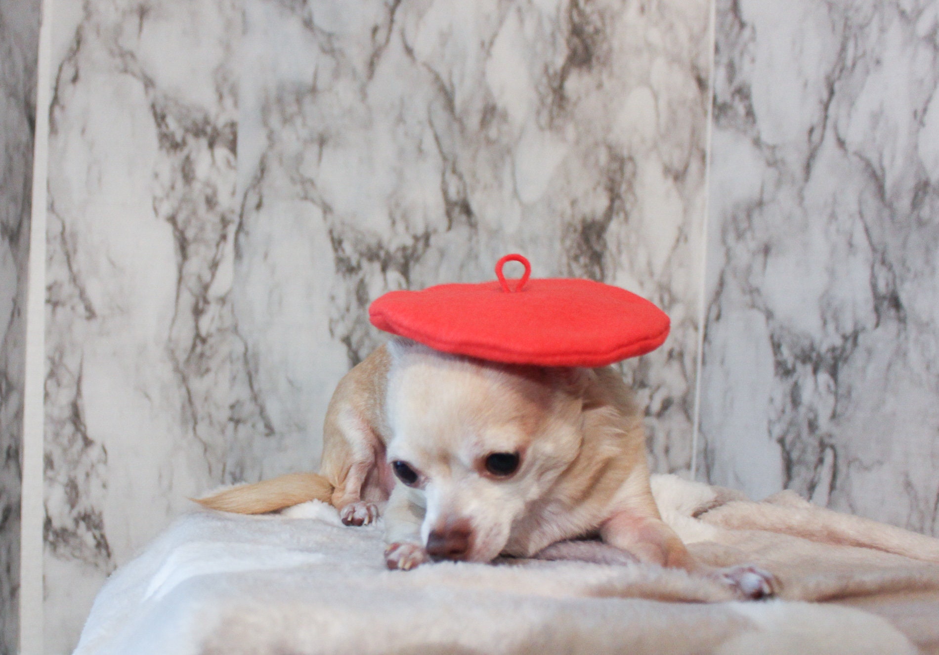 Complete French Dog Outfit Dog Beret Ascot and Striped Shirt - Etsy