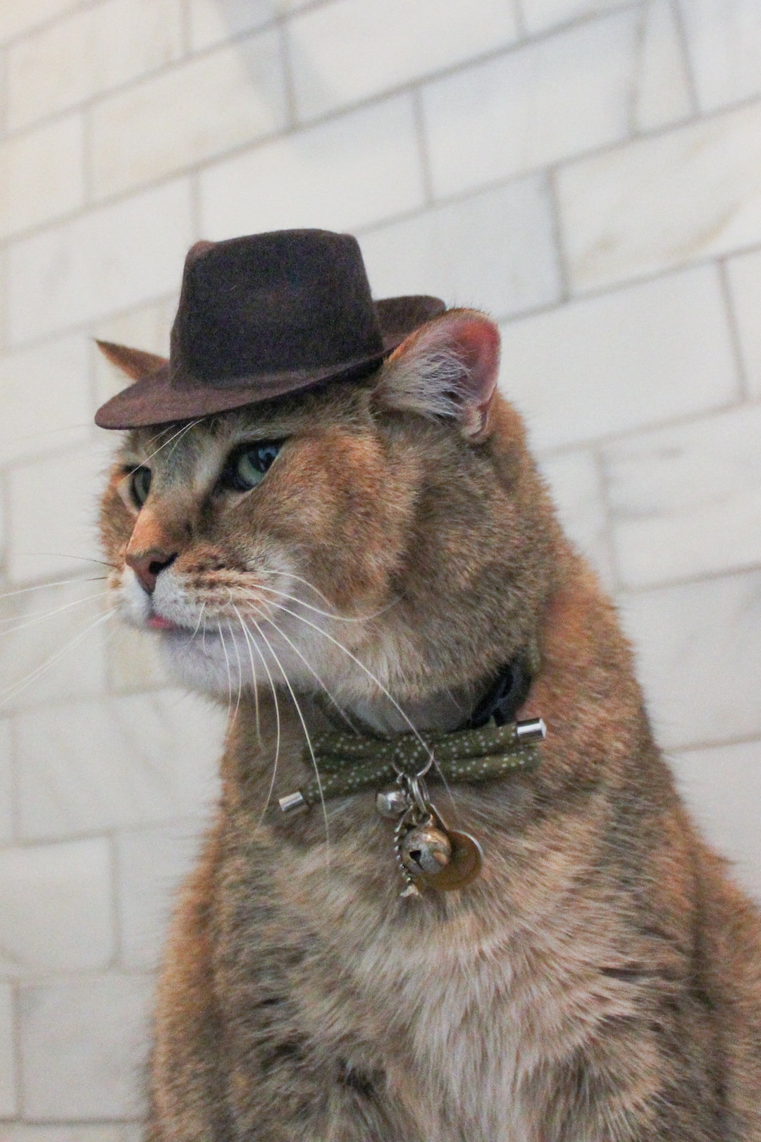 Indiana Jones Fedora for Your Cat, Indiana Jones Hat for Dog or Pet - Etsy