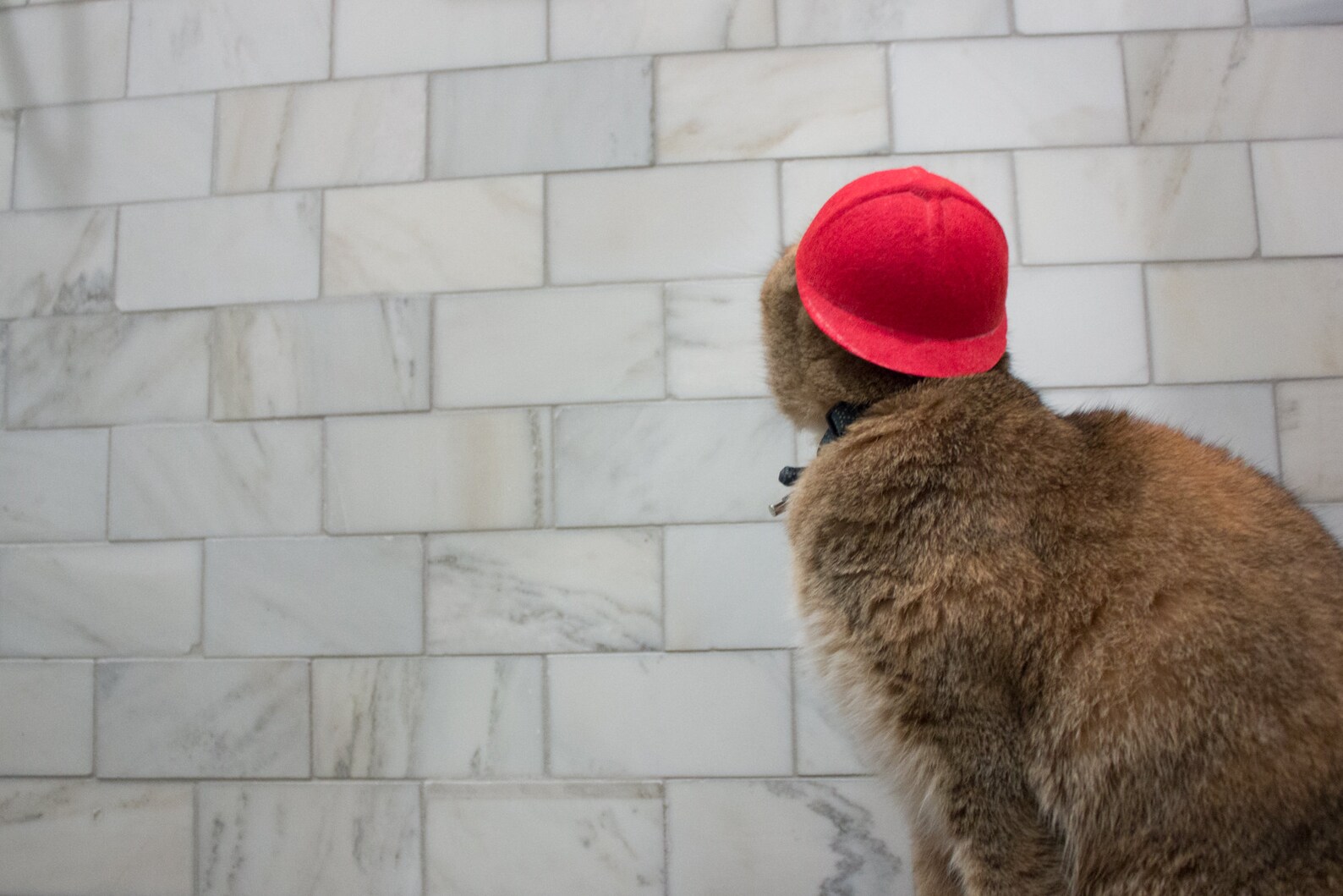 Big Red Baseball Cat Hat Baseball Cap Backwards Hat - Etsy