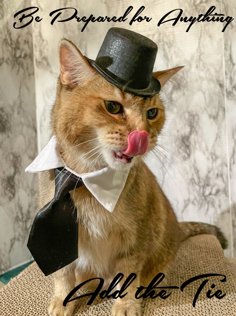 Black Top Hat Cat Hat FREE SHIPPING - Etsy