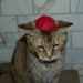 Red Baseball Cap for Your Cat - Cat Hat - Etsy