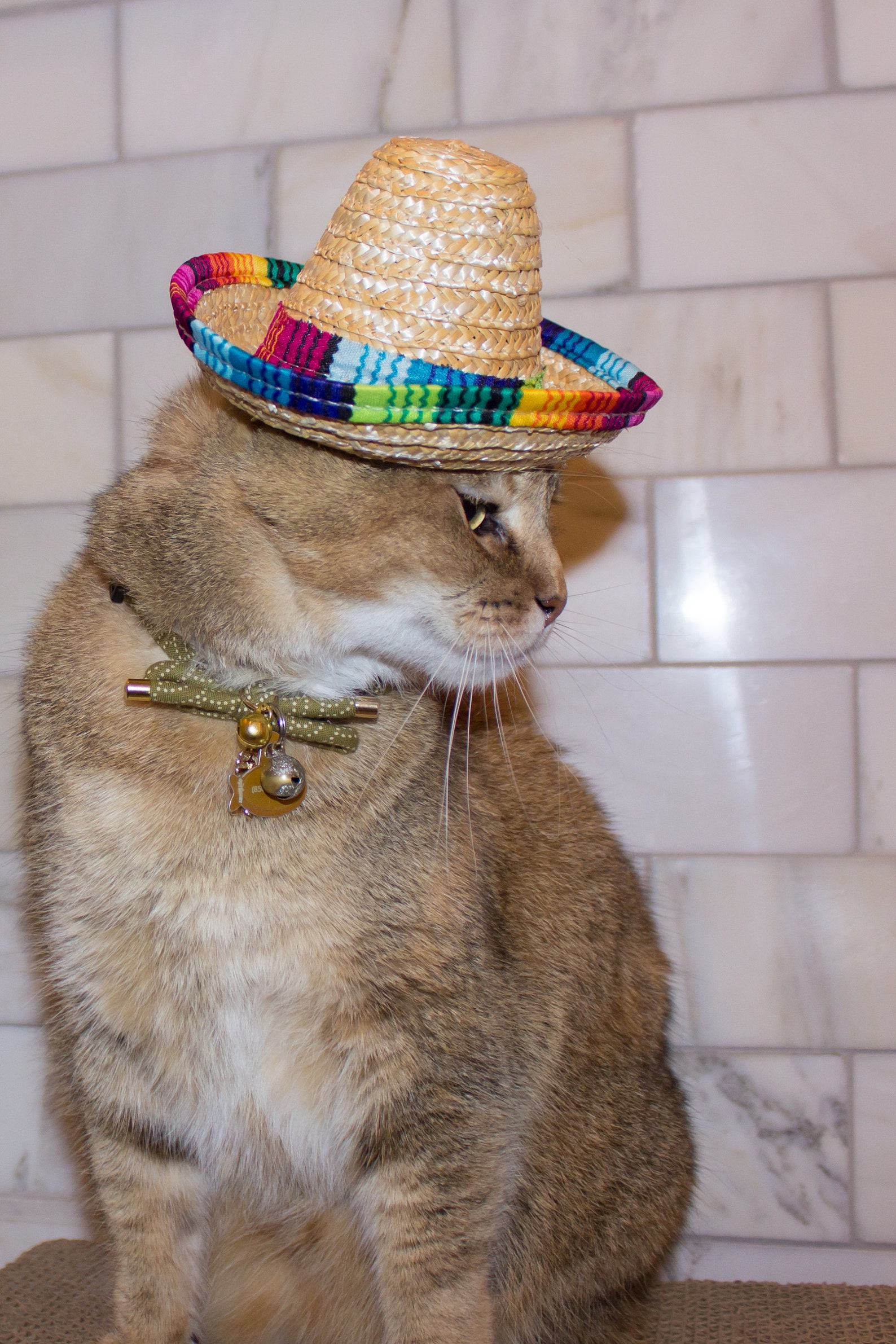 Cat Sombrero Mexican Cat Hat Dog Hat FREE SHIPPING - Etsy
