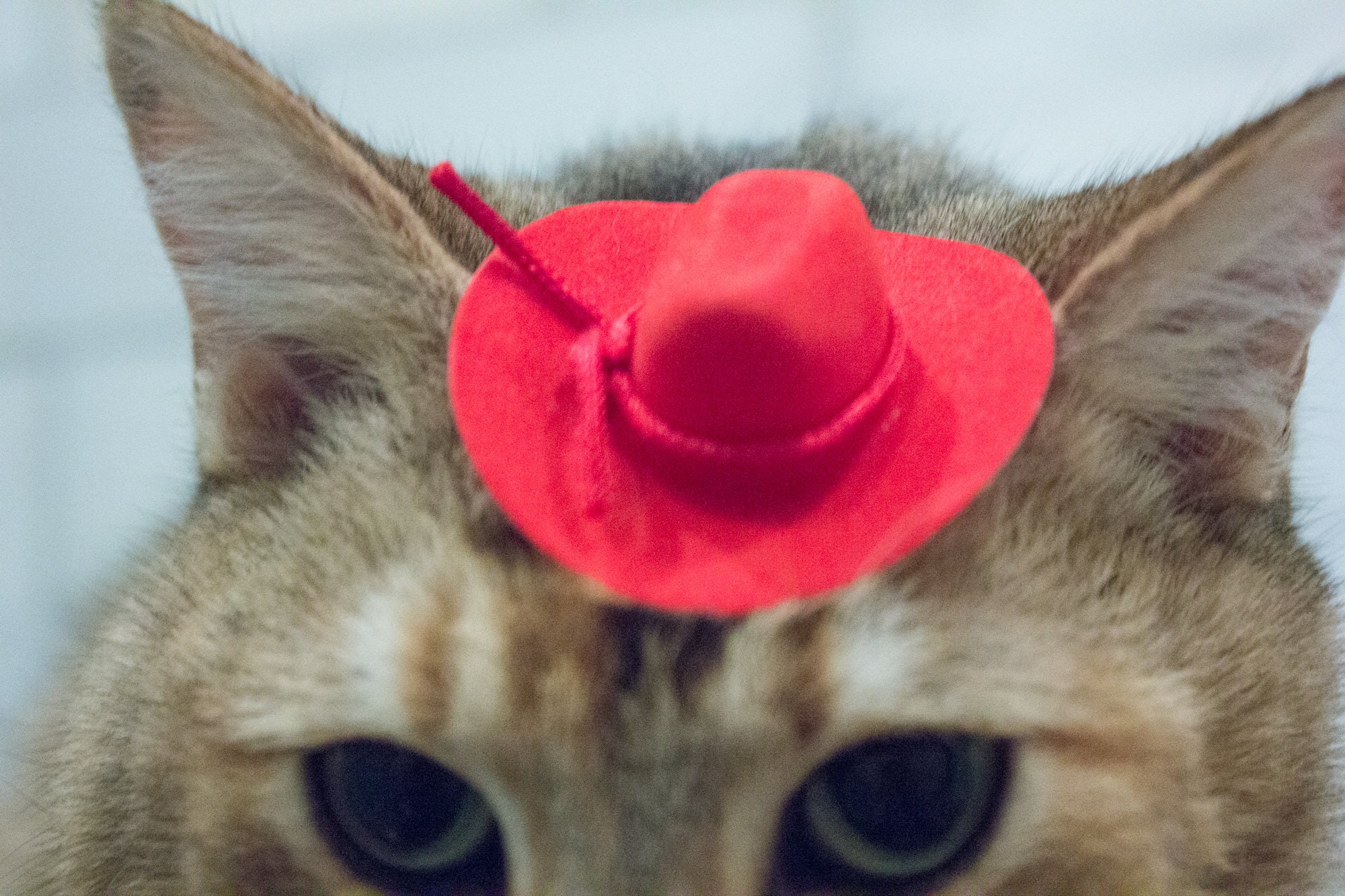 Mini-red Cowboy Cat Hat for Your Cat - Etsy