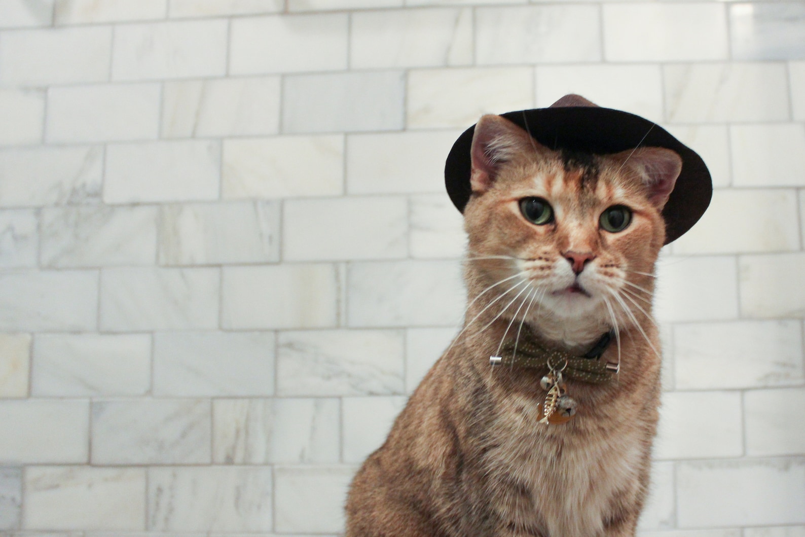 Large Trooper Cat Hat for Your Cat Ranger Cat Hat for Your - Etsy