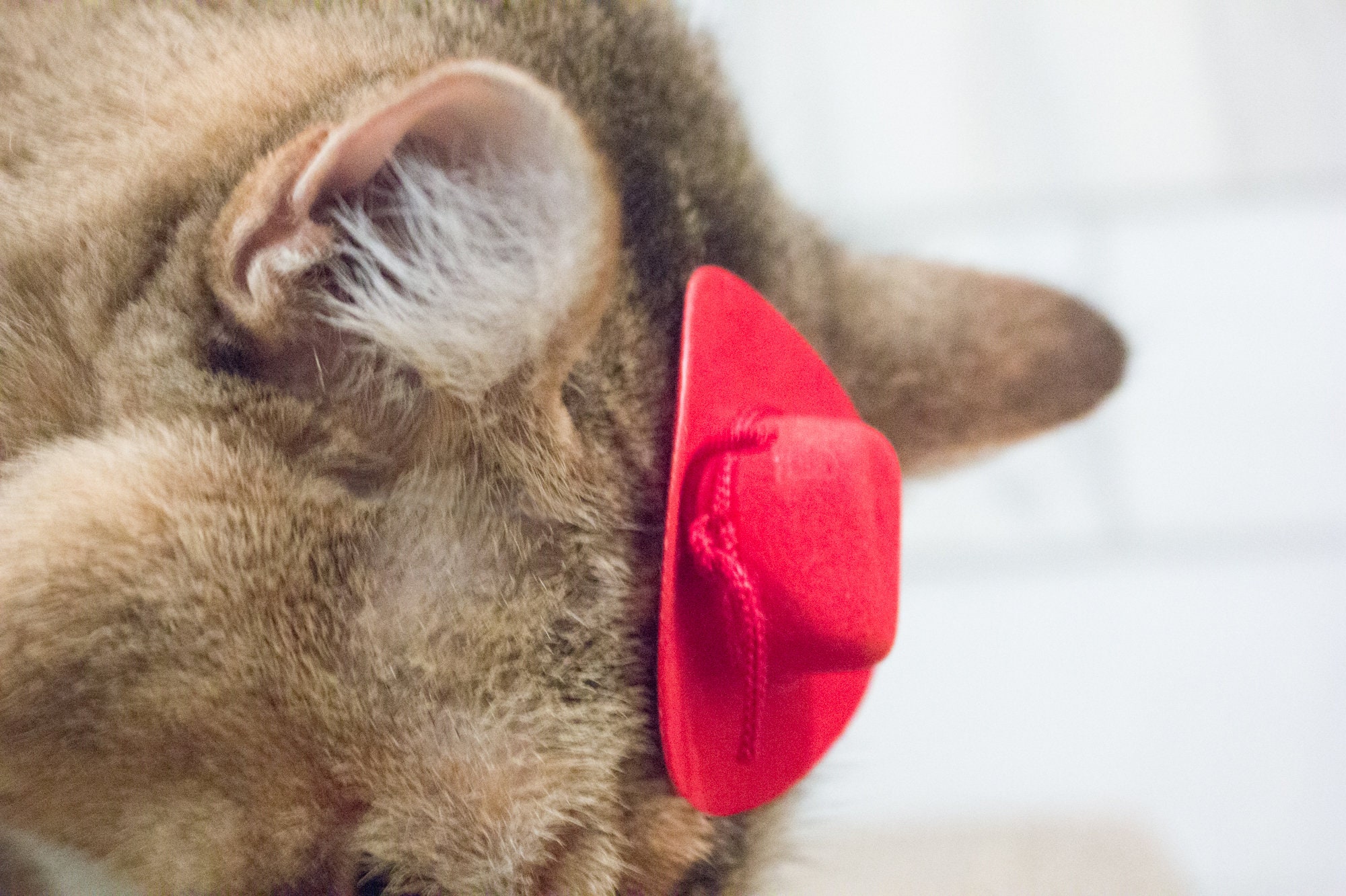 Mini-red Cowboy Cat Hat for Your Cat - Etsy