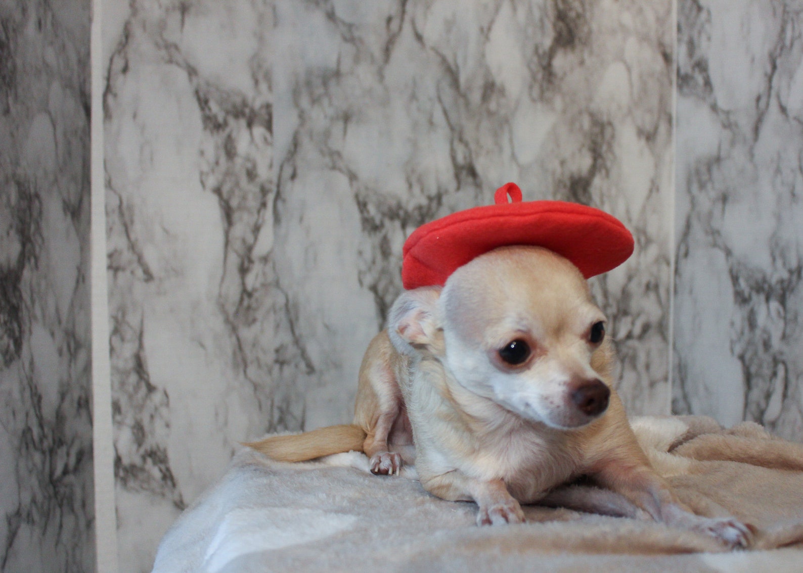 Complete French Dog Outfit Dog Beret Ascot and Striped Shirt | Etsy UK