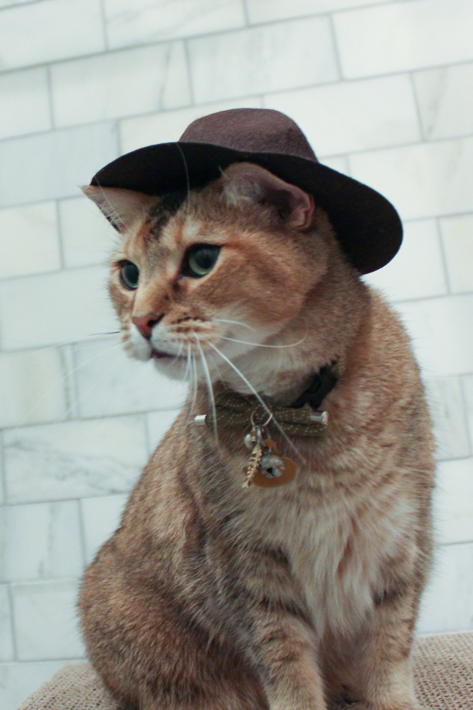 Large Trooper Cat Hat for Your Cat Ranger Cat Hat for Your - Etsy Canada