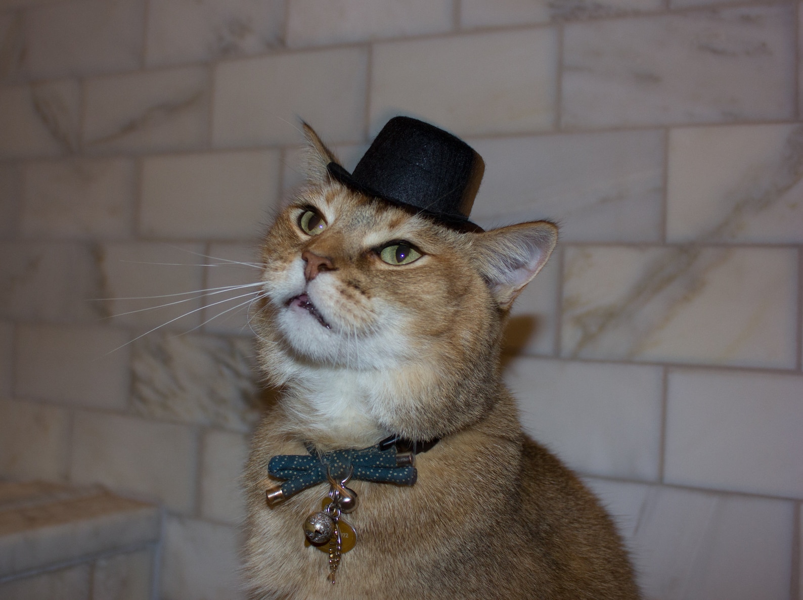 Black Top Hat Cat Hat FREE SHIPPING - Etsy