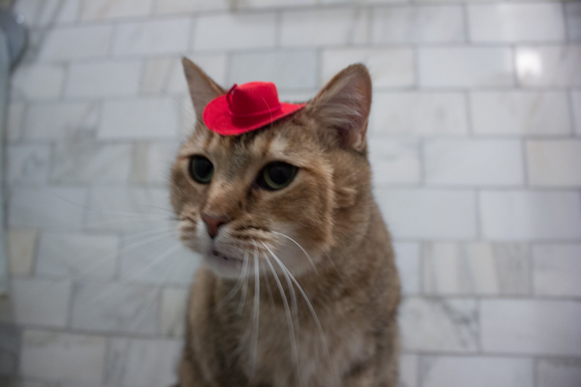 Mini-red Cowboy Cat Hat for Your Cat - Etsy