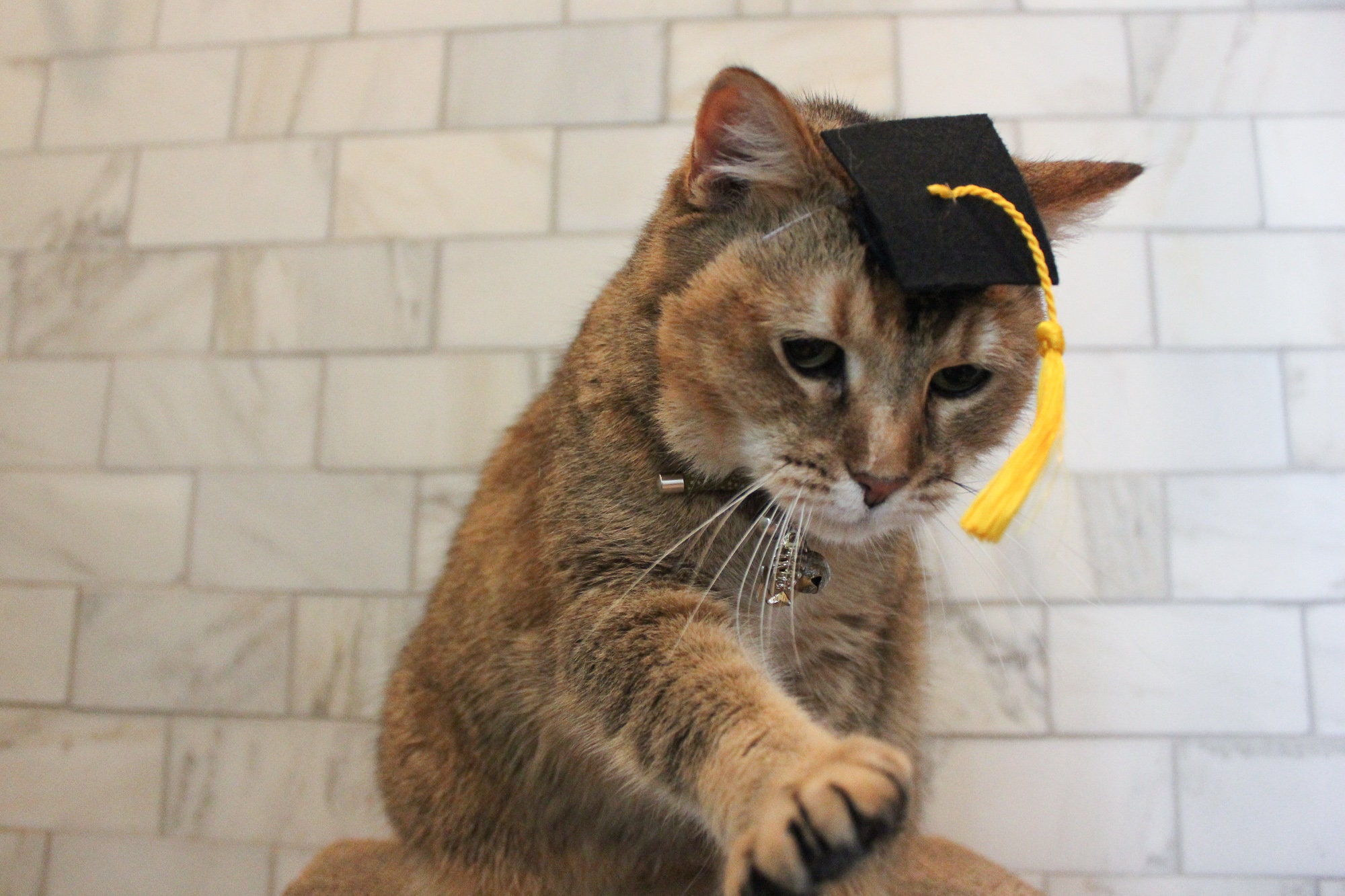 Mini-Sized Graduation Cap Cat Hat for your cat FREE SHIPPING | Etsy