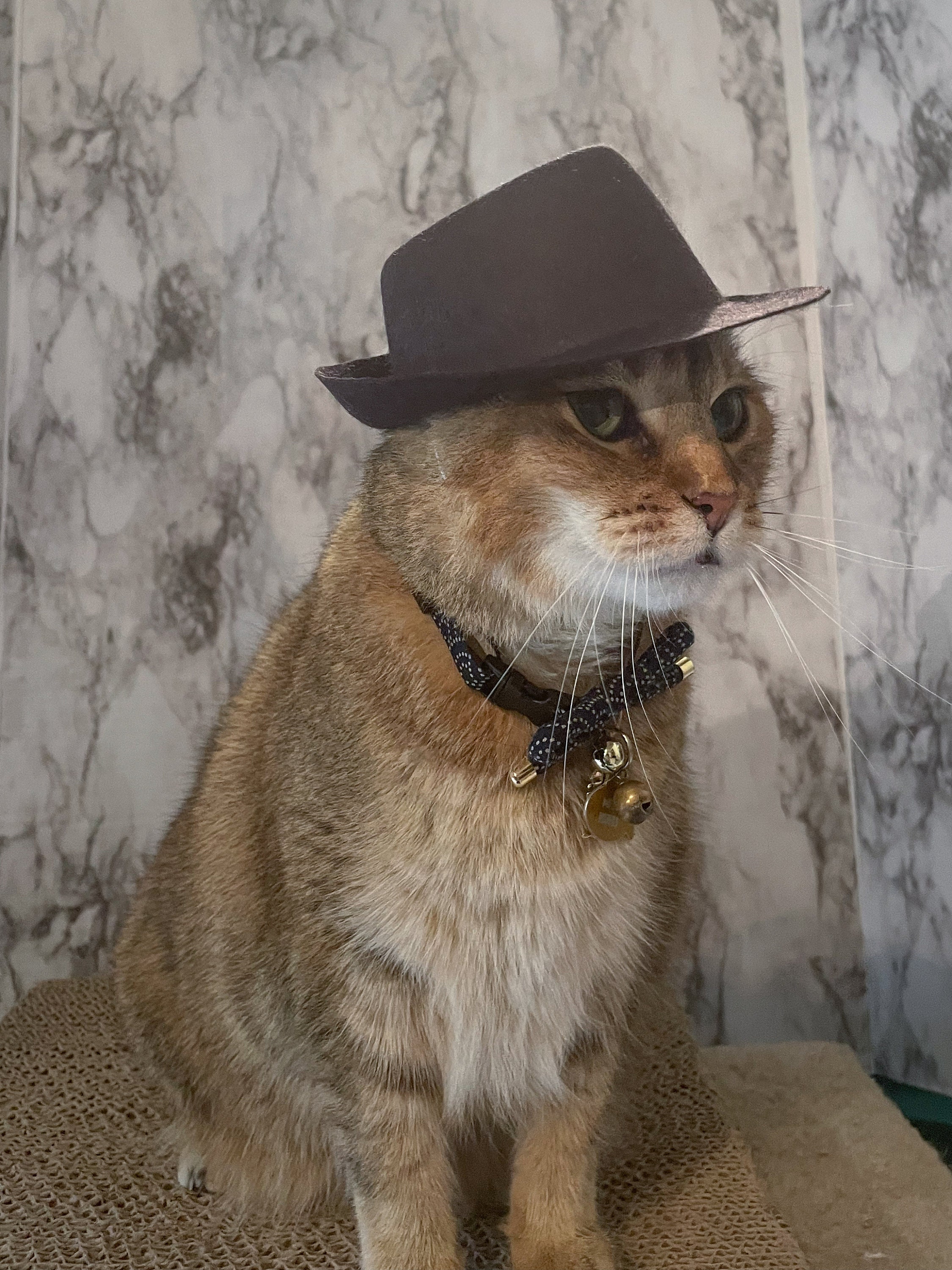 Large Indiana Jones Fedora for Your Cat Indiana Jones Hat for - Etsy