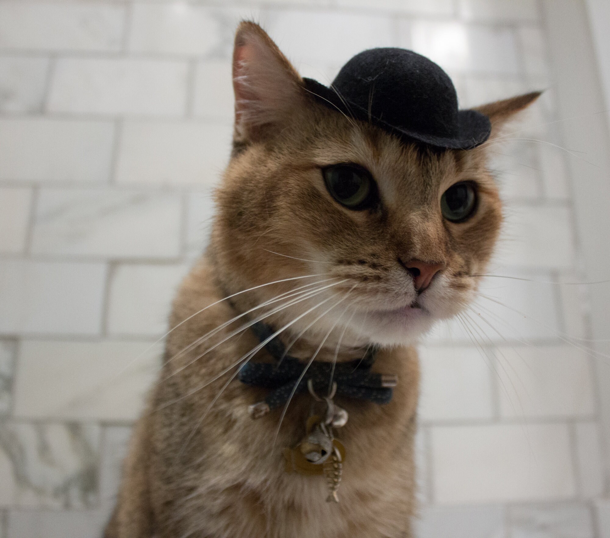 Black Bowler Cat Hat-- Tough Guy Cat Hat FREE SHIPPING Mini Sized! - Etsy