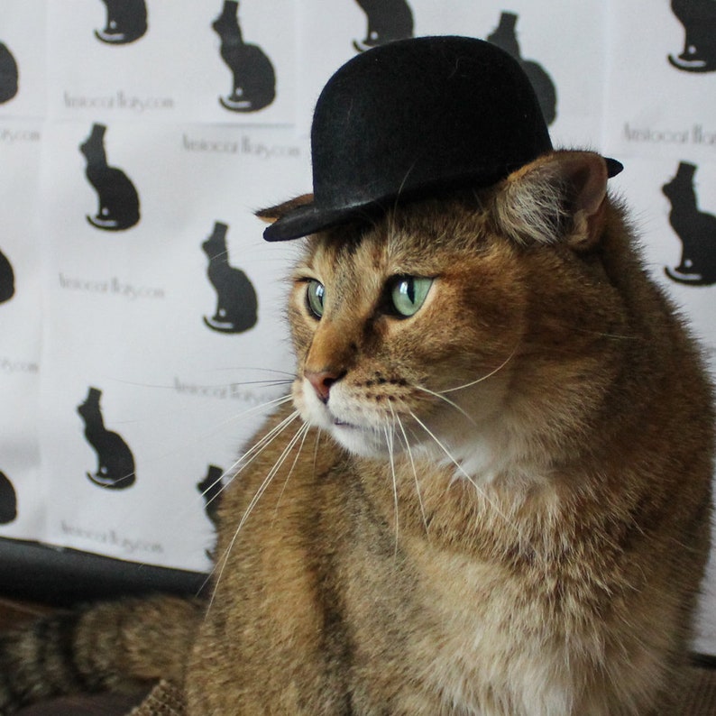 Bowler Cat Hat for Your Cat - Medium - Etsy