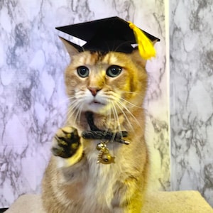 Graduation Cap Cat Hat for Your Cat FREE SHIPPING! Add-on Custom Tassel ...