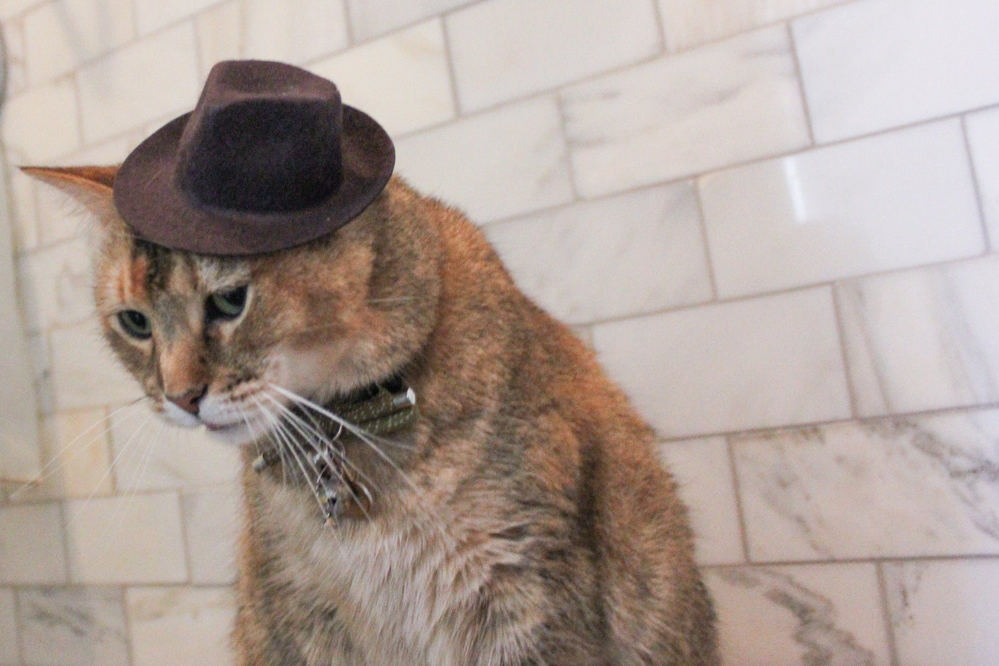 Indiana Jones Fedora for Your Cat Indiana Jones Hat for Dog - Etsy