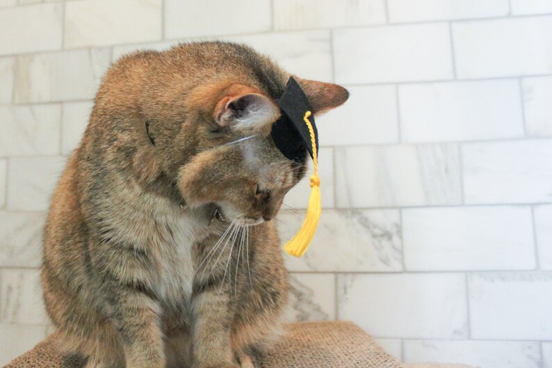 Mini-Sized Graduation Cap Cat Hat for your cat FREE SHIPPING | Etsy