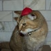 Red Baseball Cap for Your Cat - Cat Hat - Etsy