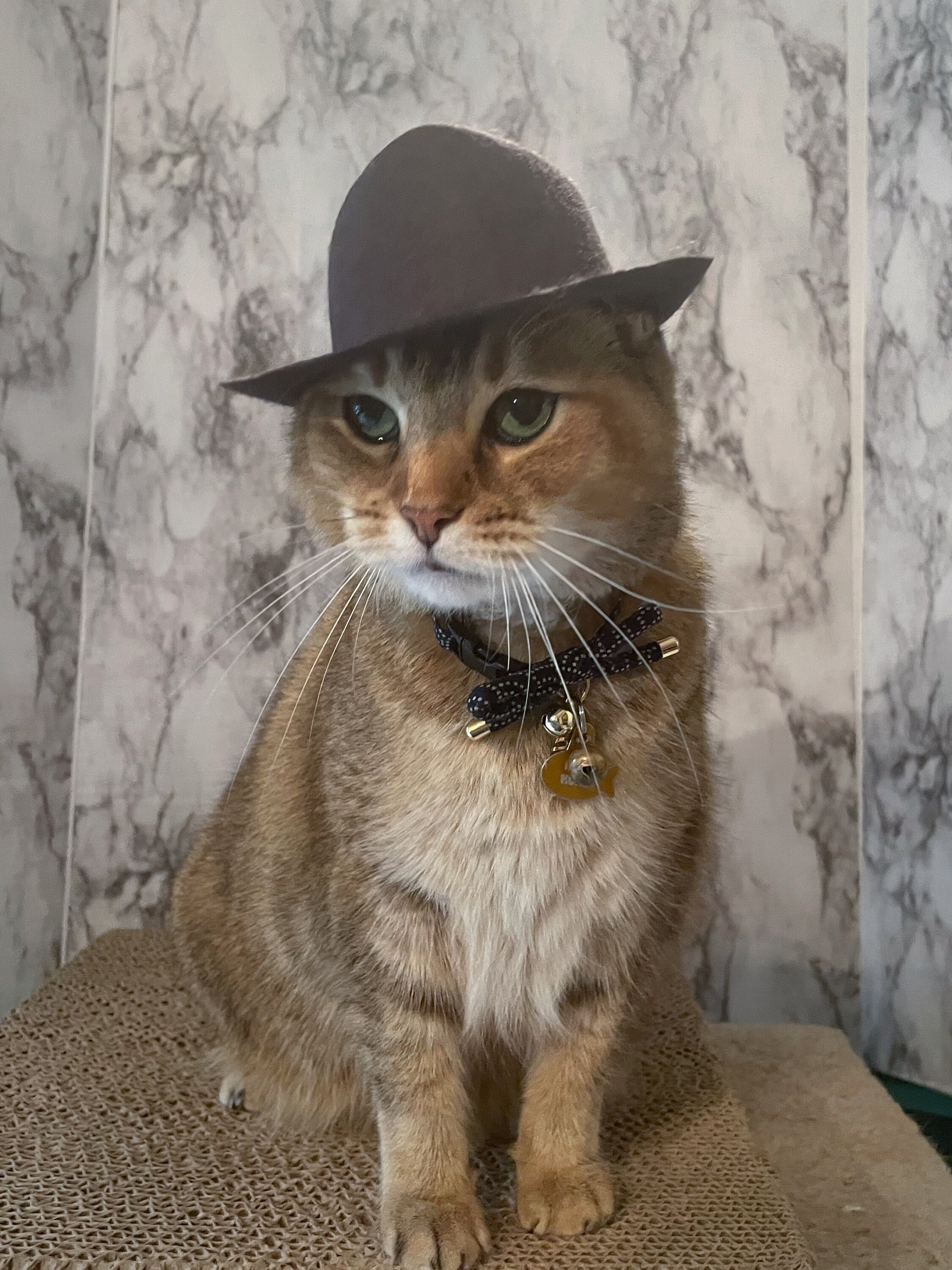 Large Indiana Jones Fedora for Your Cat Indiana Jones Hat for - Etsy