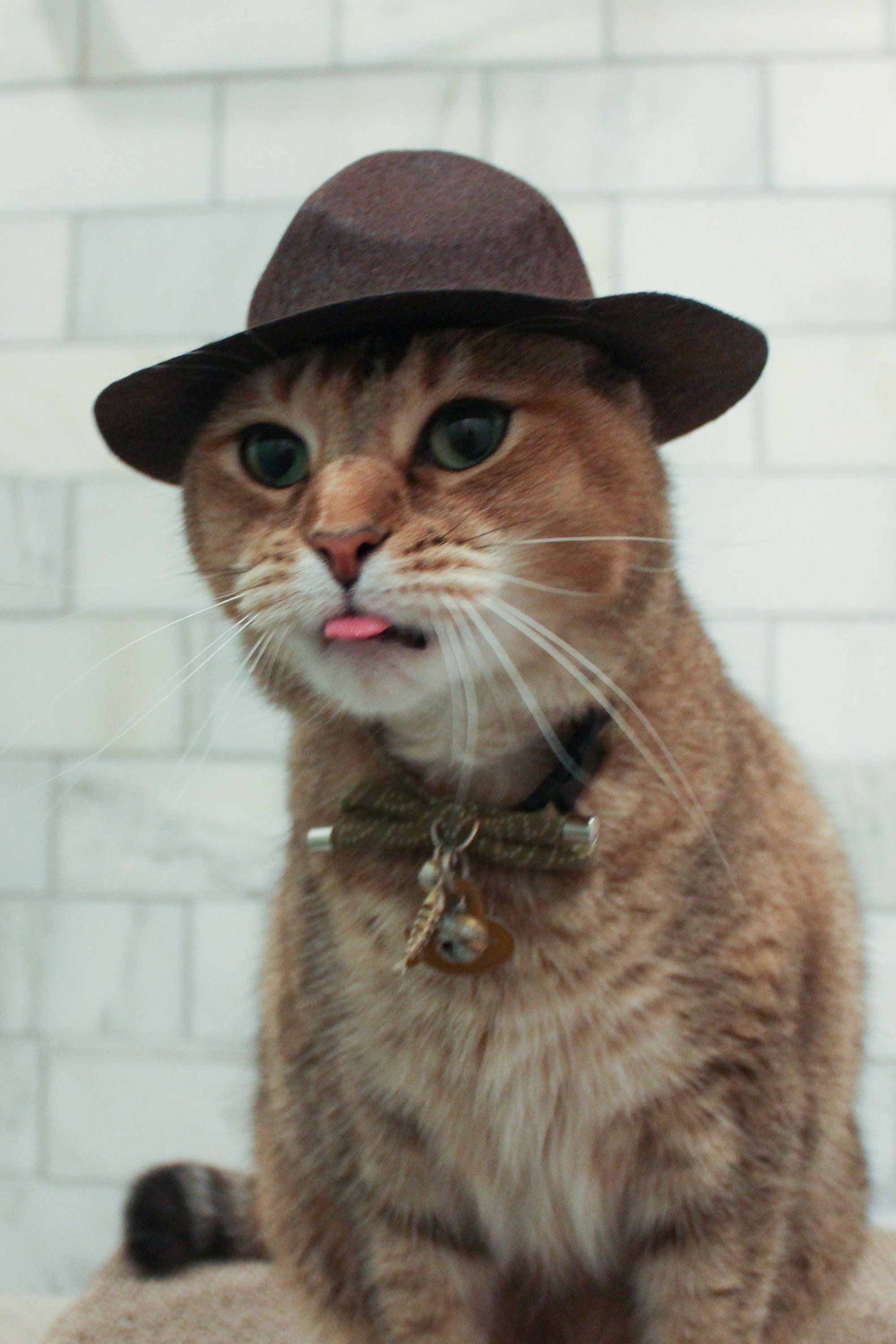 Large Trooper Cat Hat for Your Cat Ranger Cat Hat for Your - Etsy