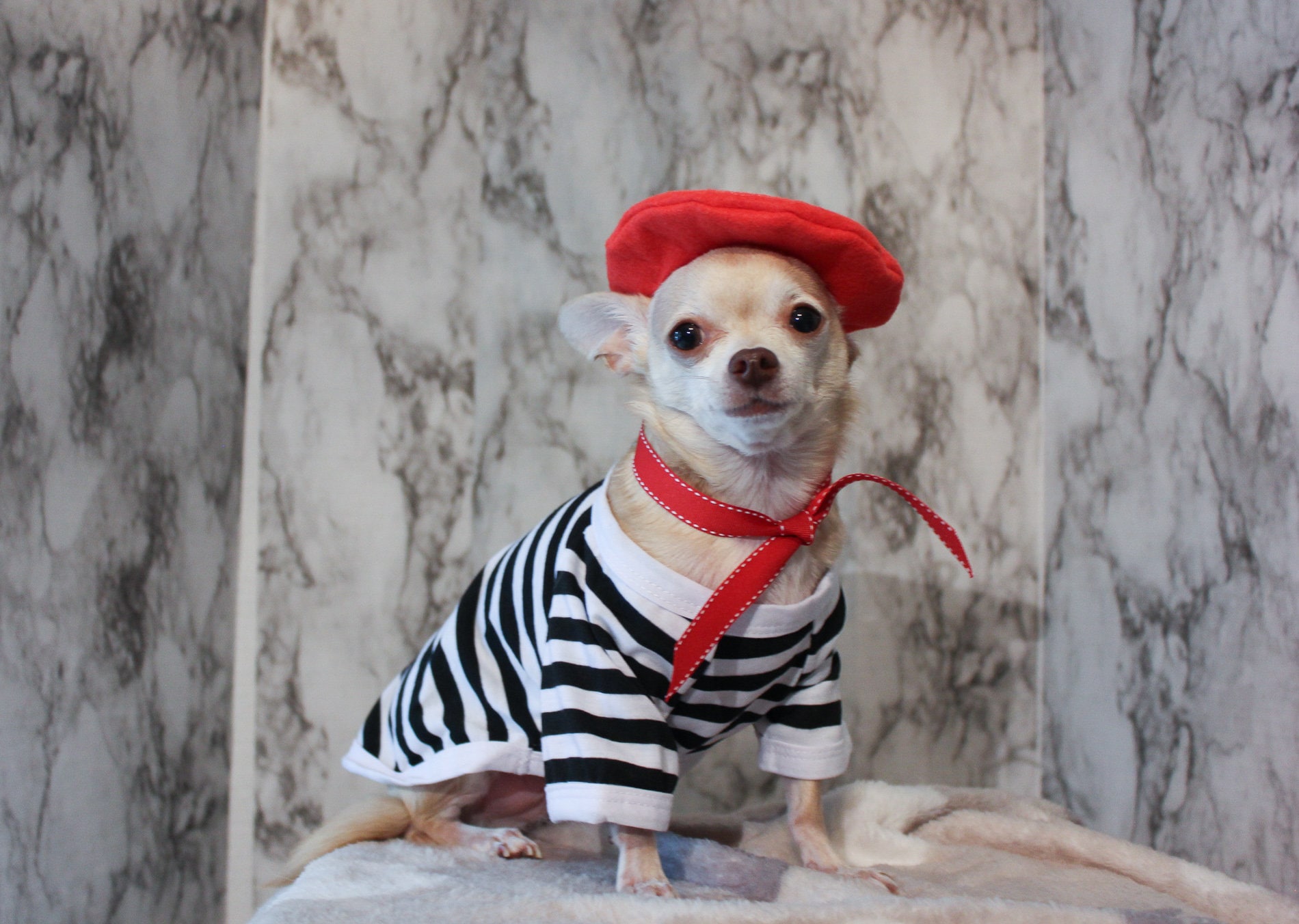 Complete French Dog Outfit Dog Beret Ascot and Striped Shirt - Etsy