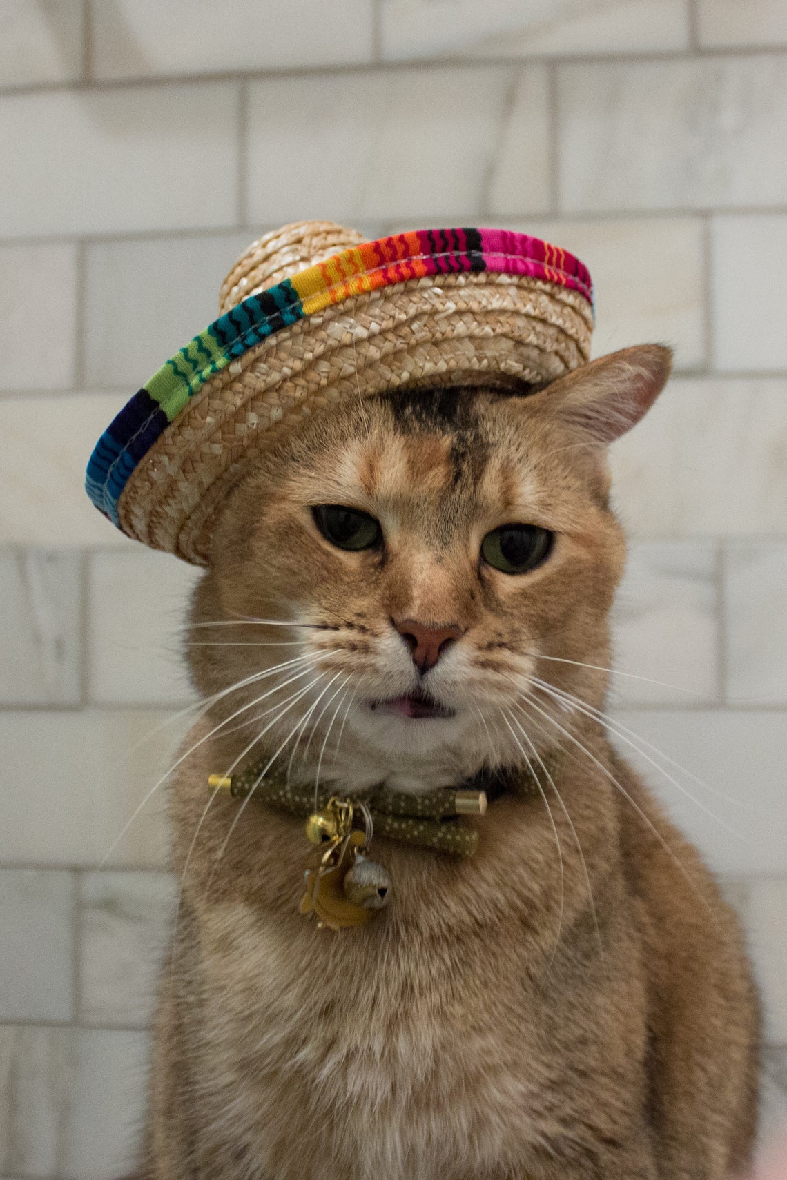 Cat Sombrero Mexican Cat Hat Dog Hat FREE SHIPPING - Etsy