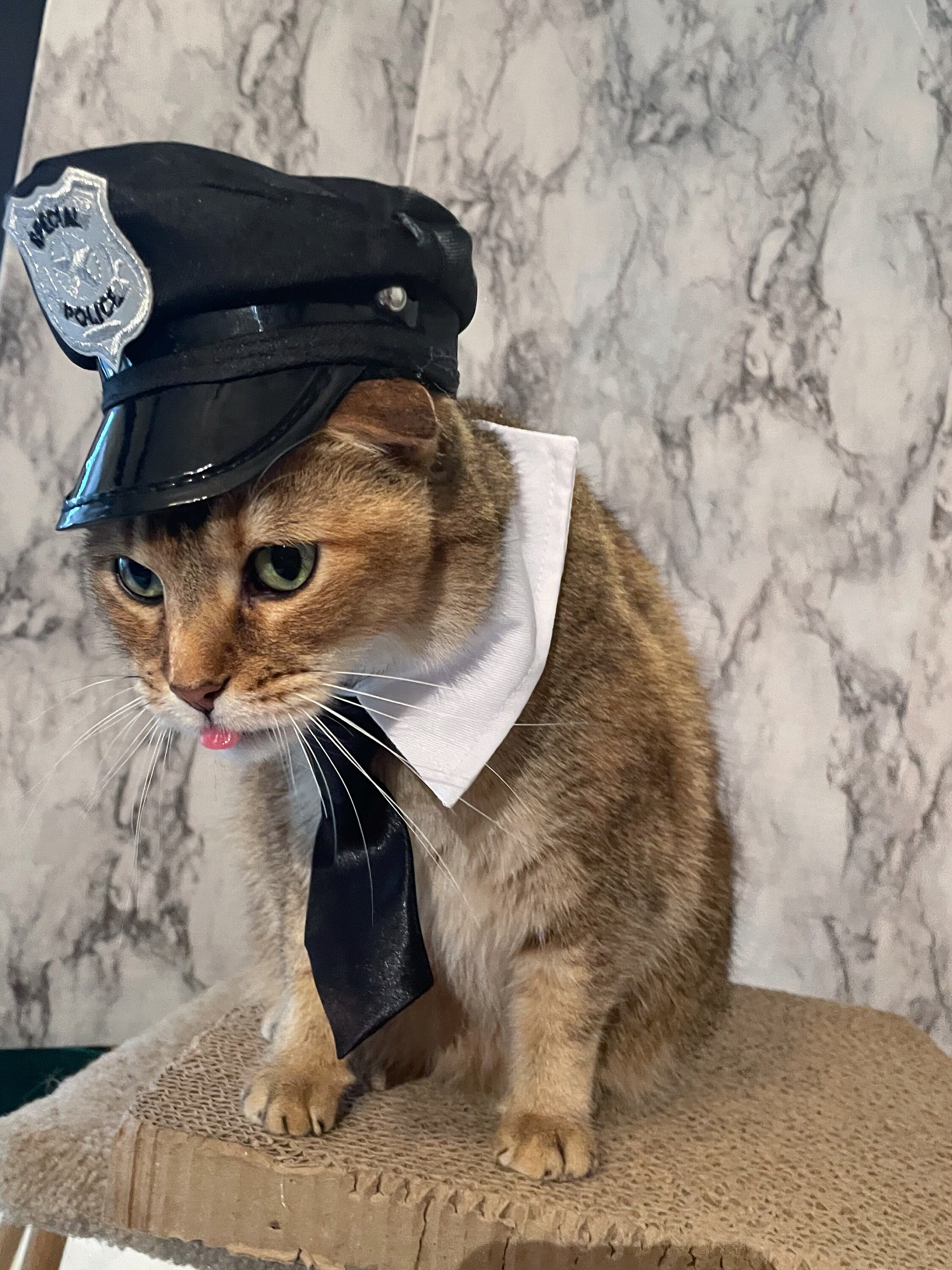 Police Hat for Cat or Small Dog Cat Hat With FREE SHIPPING | Etsy