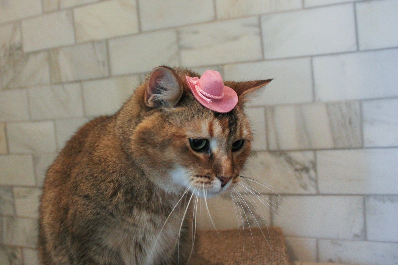 MINI Pink Cowboy Cat Hat FREE SHIPPING - Etsy