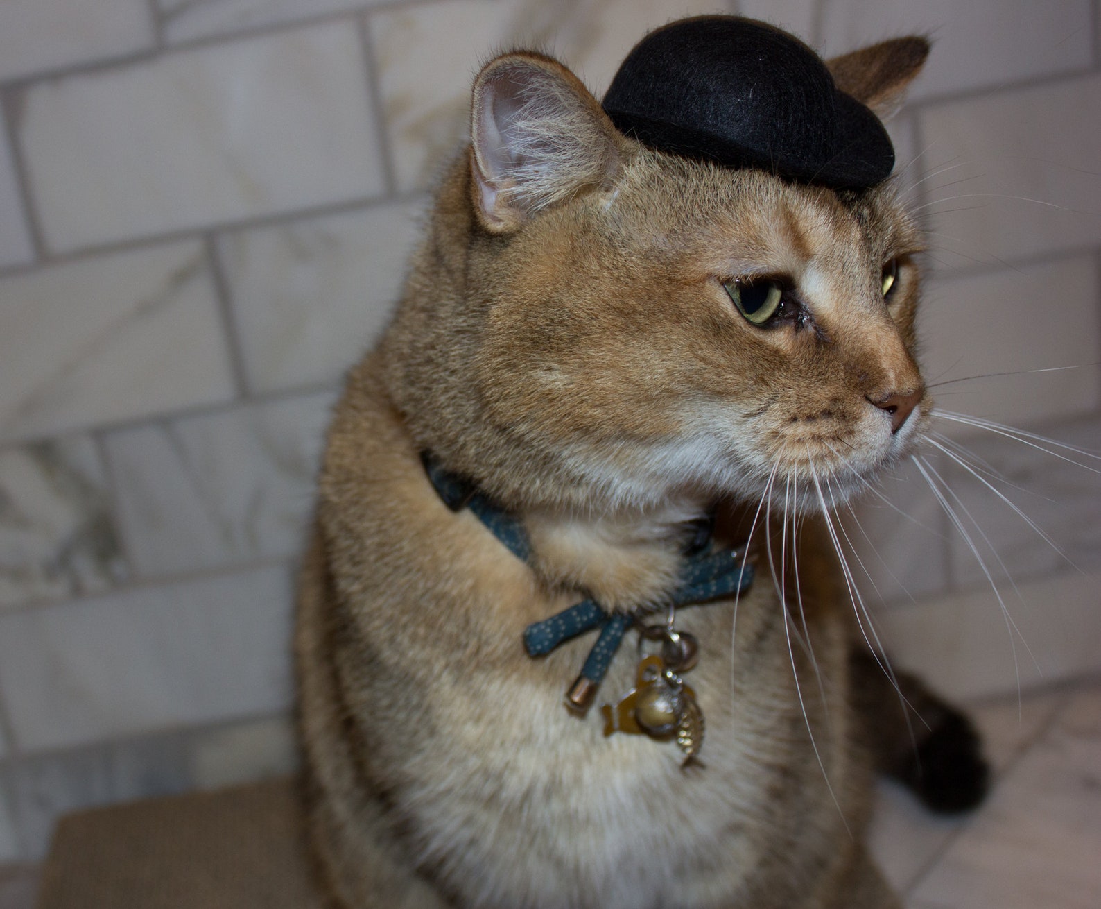 Black Bowler Cat Hat-- Tough Guy Cat Hat FREE SHIPPING Mini Sized! - Etsy