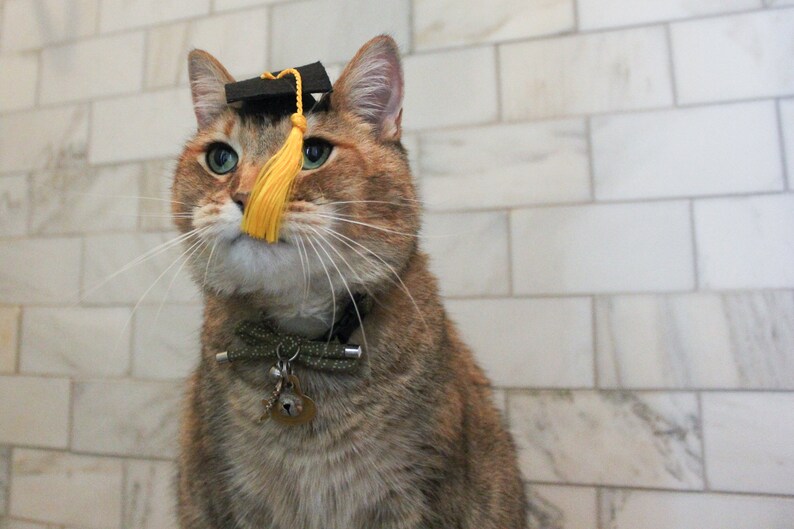 Mini-Sized Graduation Cap Cat Hat for your cat FREE SHIPPING | Etsy