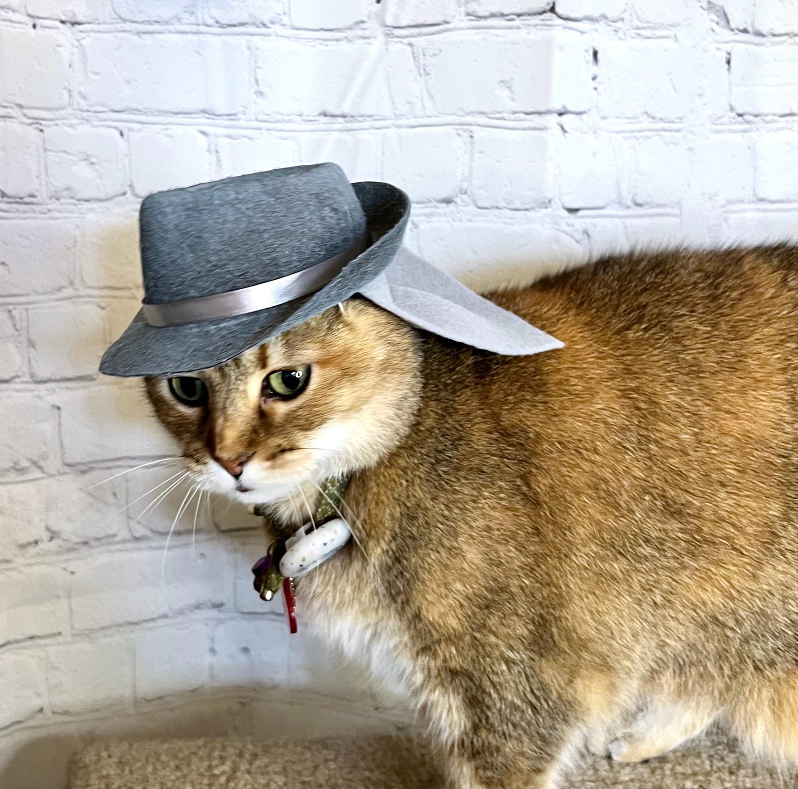 Fedora With Safari Flaps in the Back - for a Cat - Brian's Hat - Cat ...