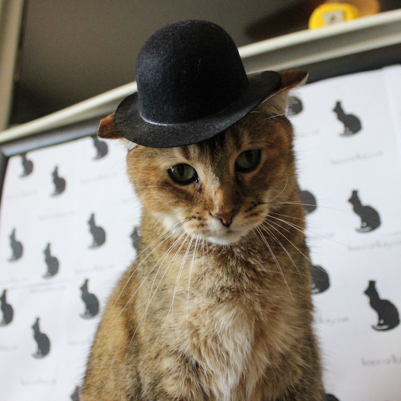Bowler Cat Hat for Your Cat - Medium - Etsy Hong Kong
