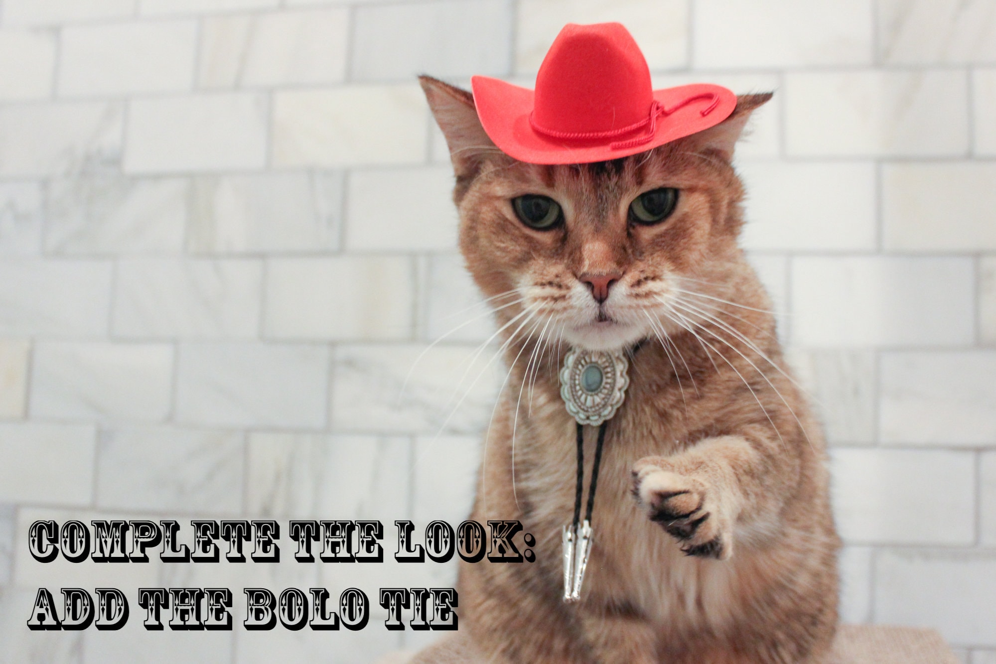 Red Cowboy Cat Hat for Your Cat - Etsy