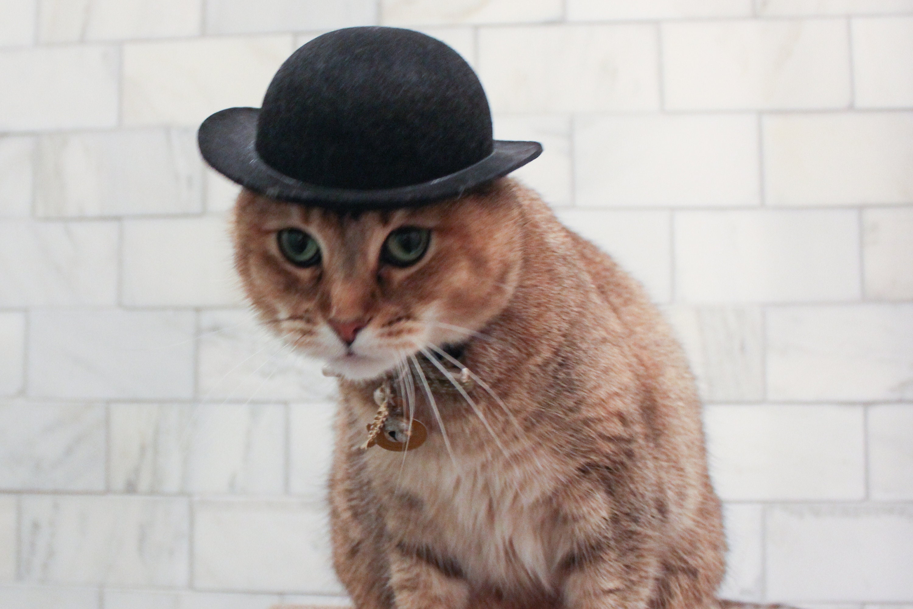 LARGE Black Bowler Cat Hat Tough Guy Cat Hat FREE SHIPPING | Etsy