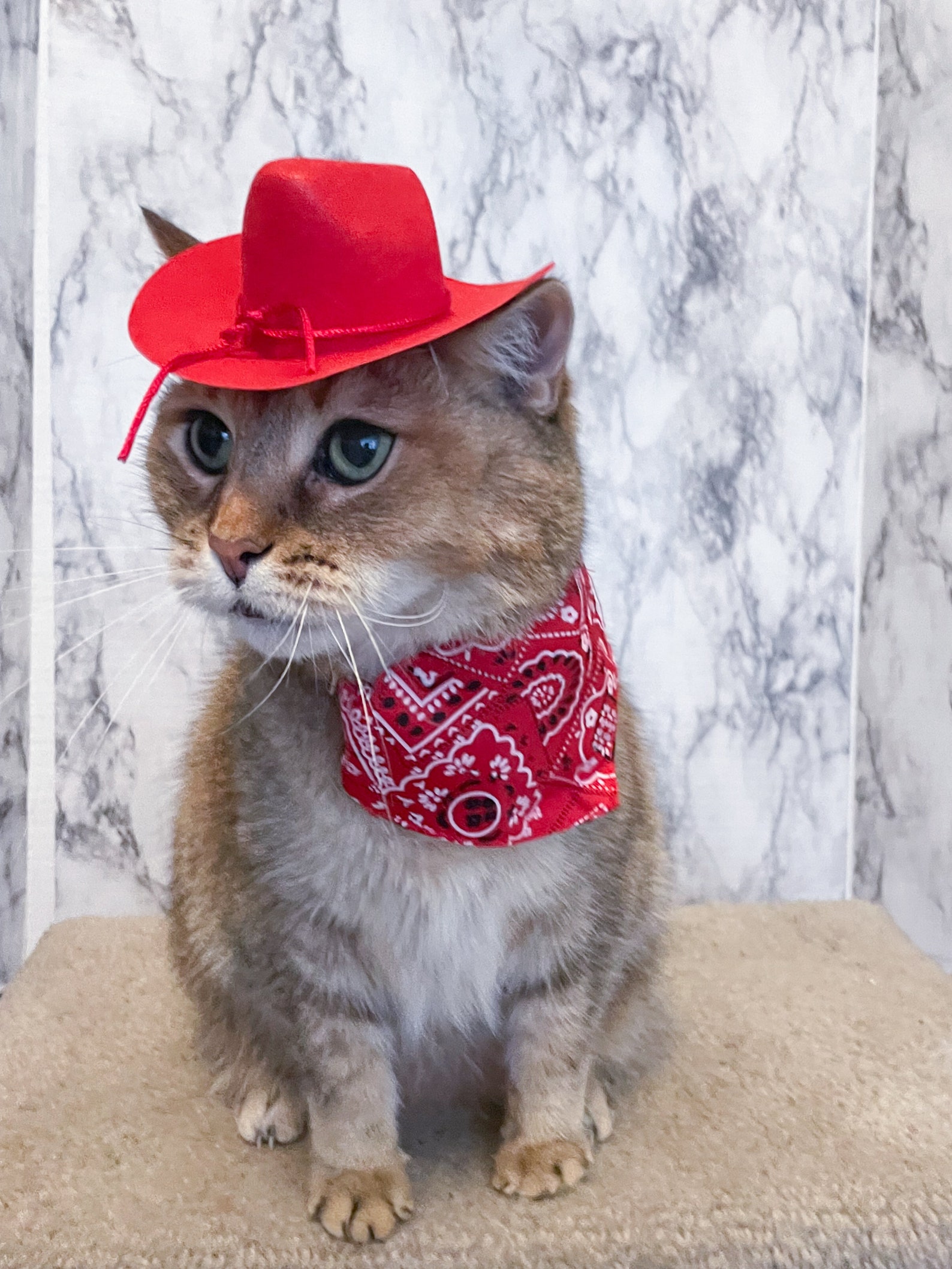 Red Cowboy Cat Hat for Your Cat - Etsy