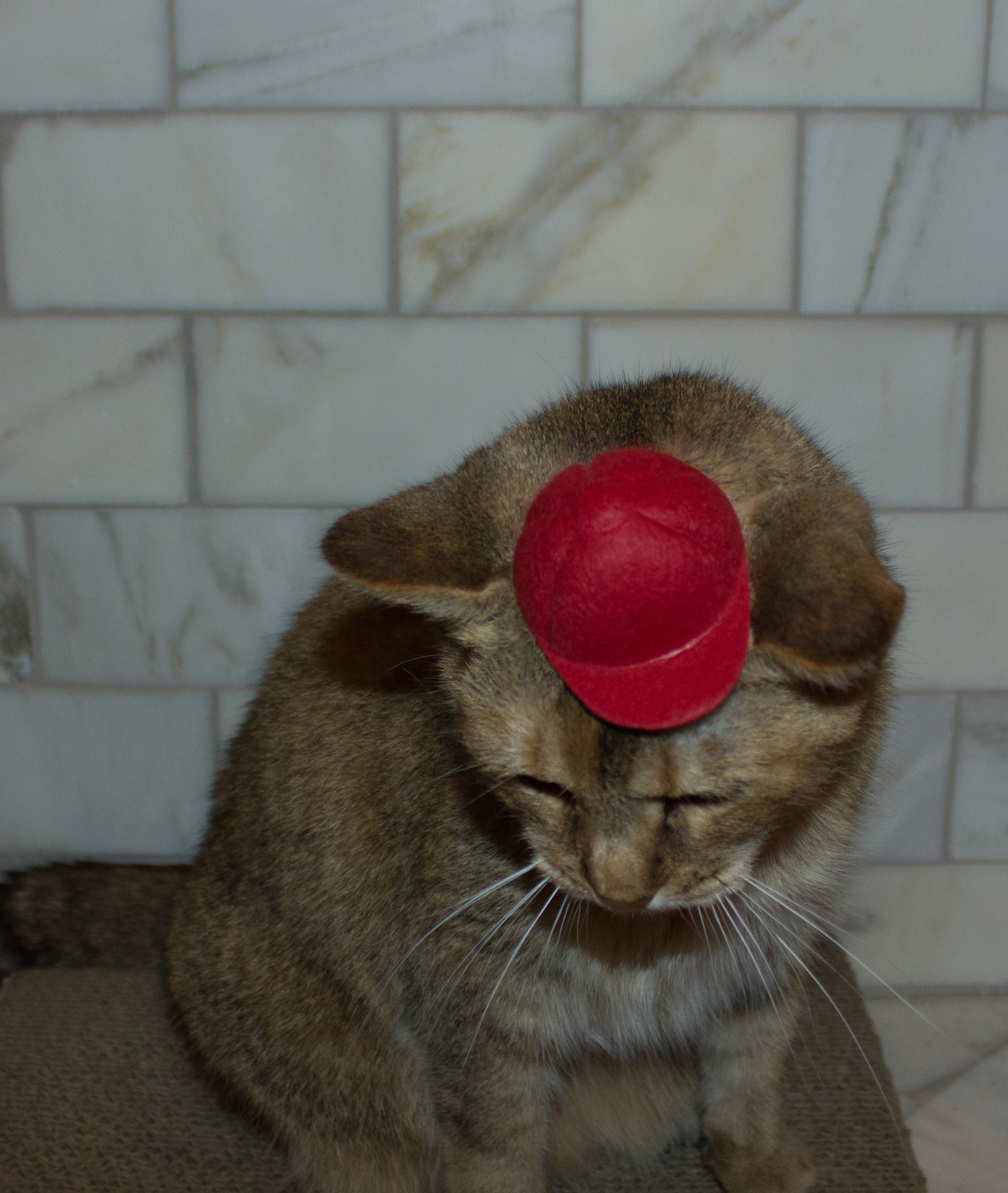 Red Baseball Cap for Your Cat - Cat Hat - Etsy