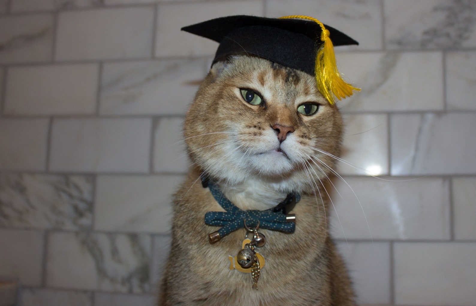 Graduation Cap Cat Hat for Your Cat FREE SHIPPING Add-on - Etsy