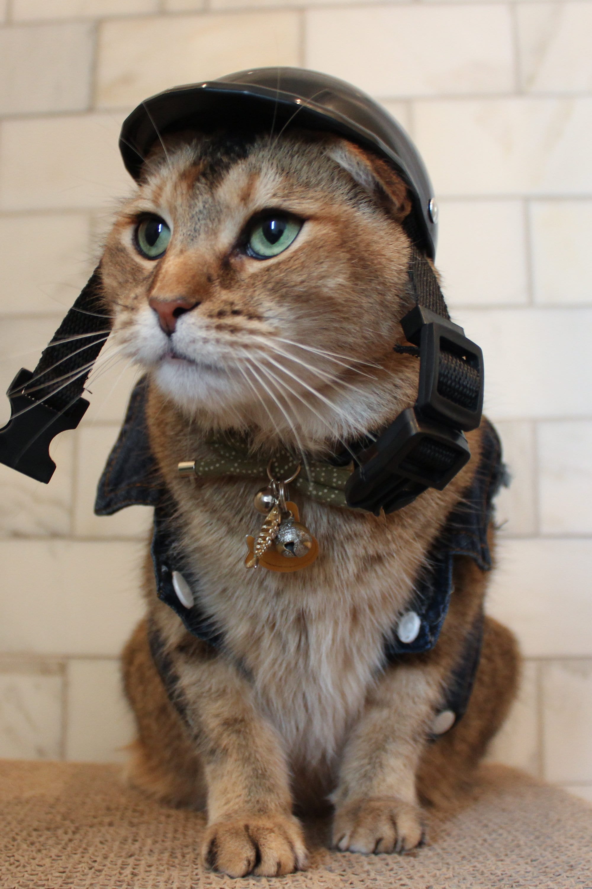 Helmet for Cat Cat Hat Helmet | Etsy
