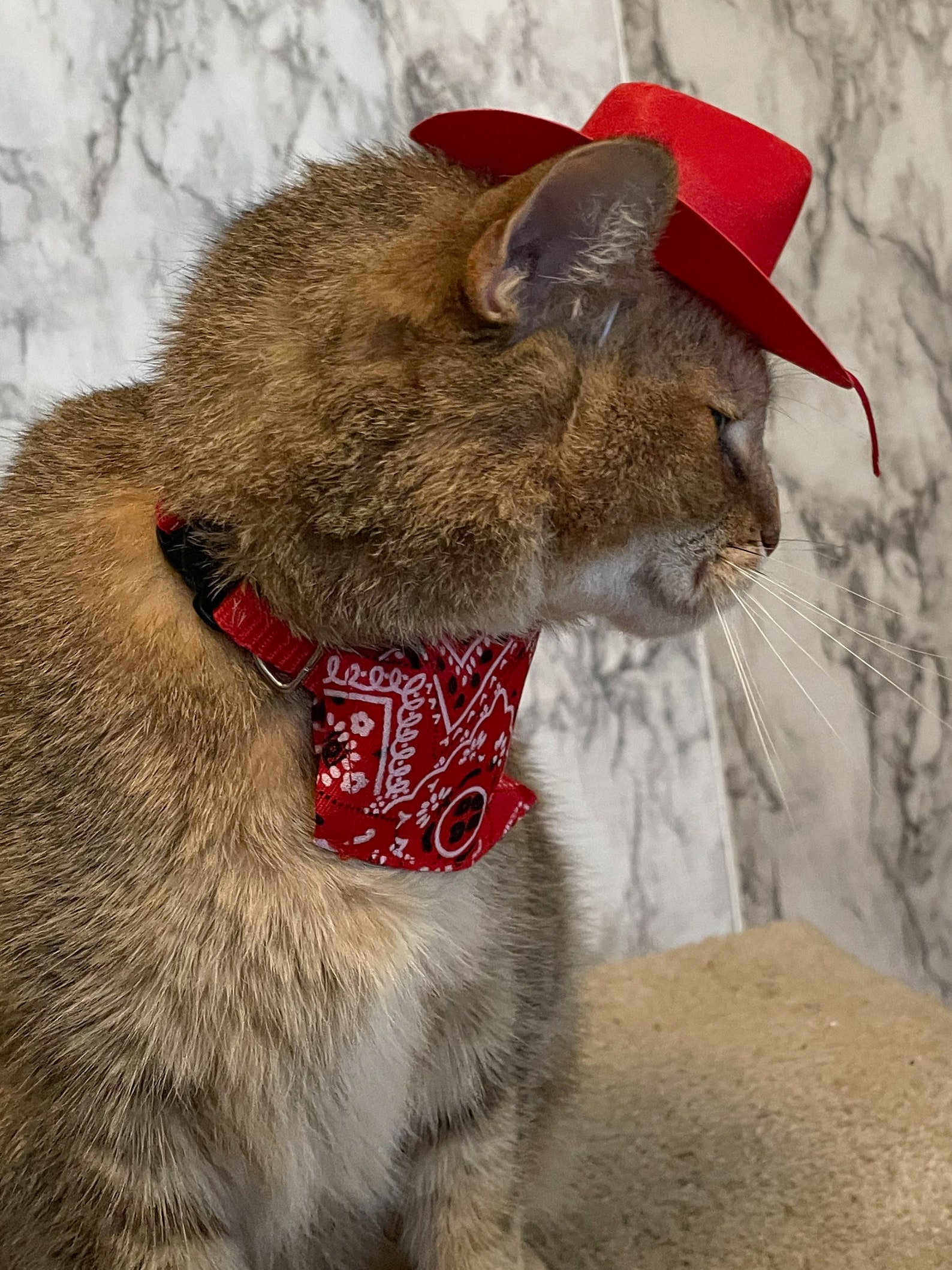 Red Cowboy Cat Hat for Your Cat - Etsy
