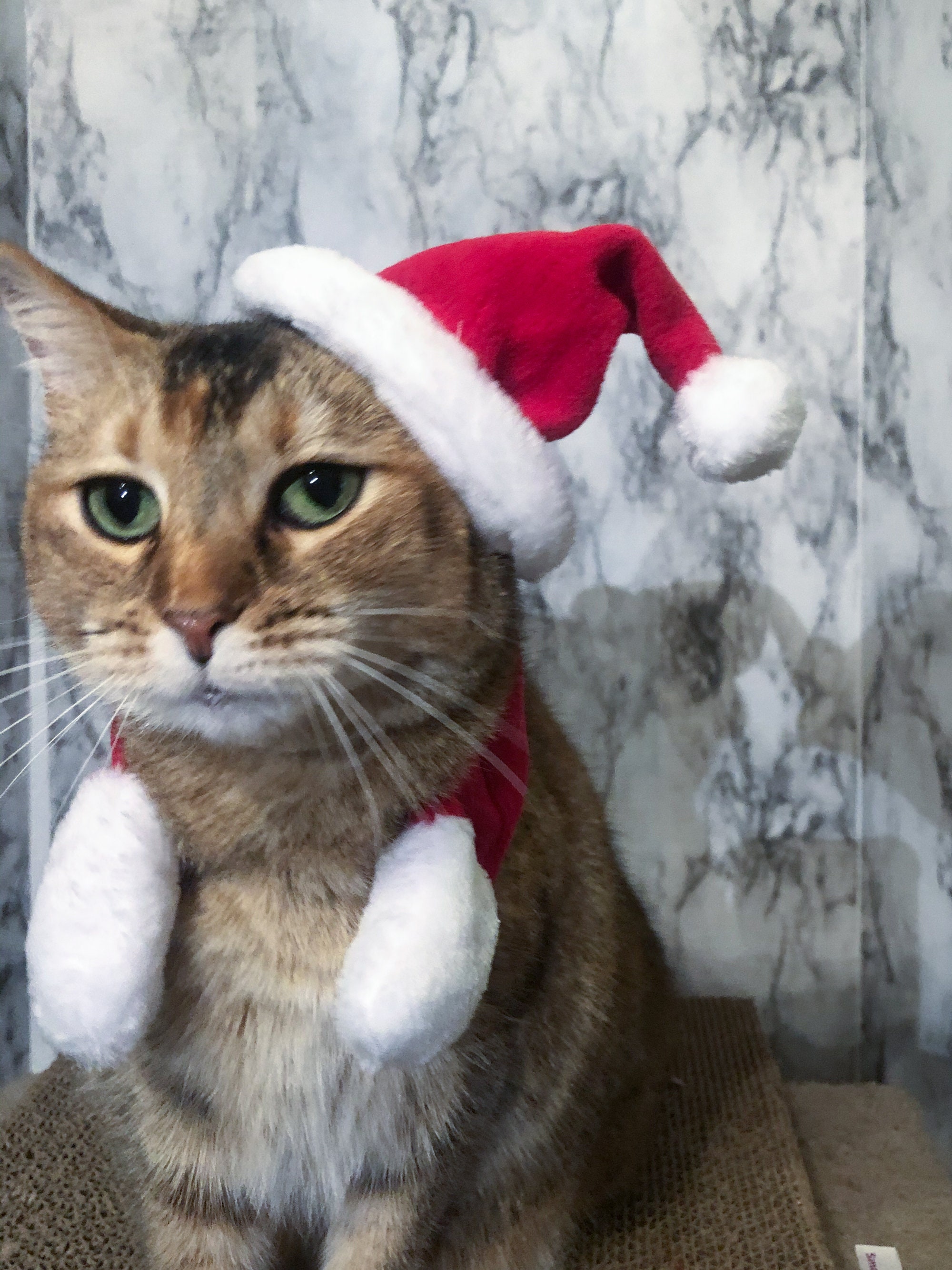 Christmas Santa Hat for Your Cat/dog Cat Hat-- Santa Cat Hat! - Etsy