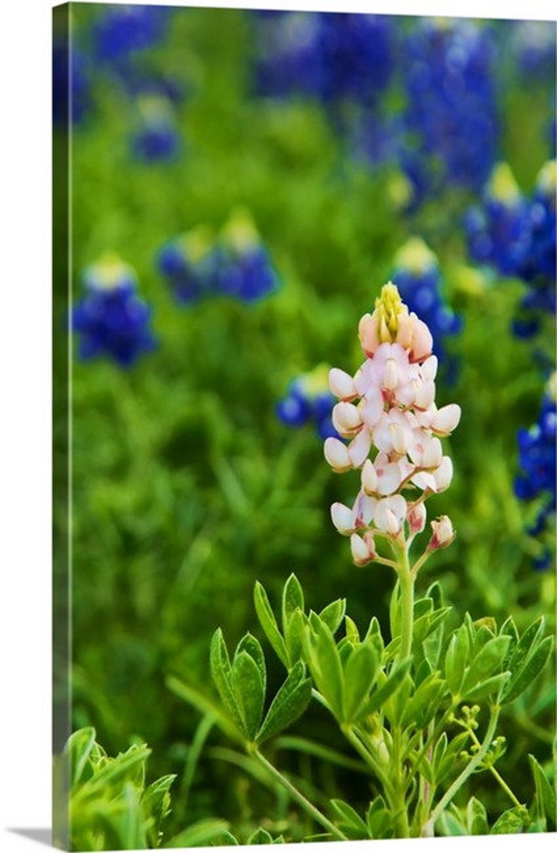 Pink South Texas Bluebonnet Mounted Print, Canvas Wrap or Metal ...