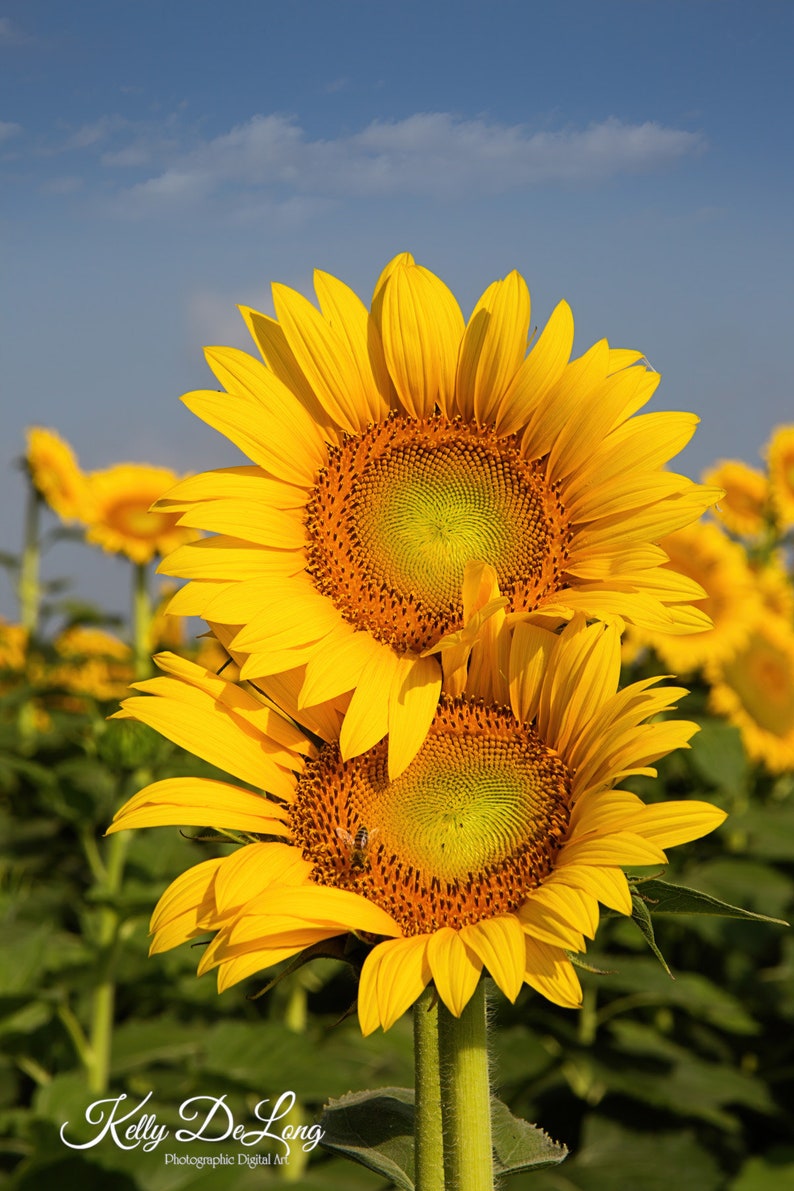 Double Sunflowers Art Photography, Print, Canvas Wrap or Metal Print ...