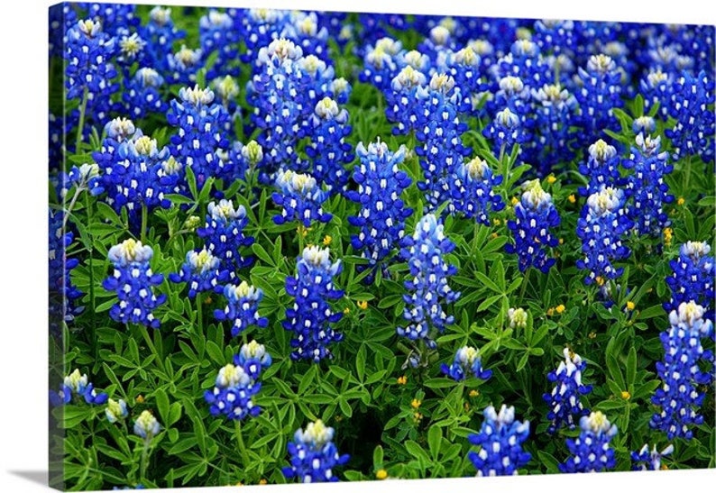 Texas Bluebonnets on Traditional Print, Canvas Wrap or Metal. Vibrant ...