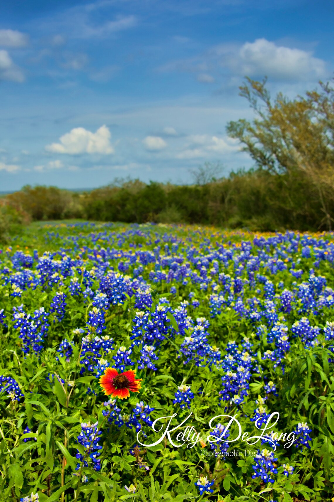 Texas Bluebonnets on Traditional Print, Canvas Wrap or Metal. Vibrant ...