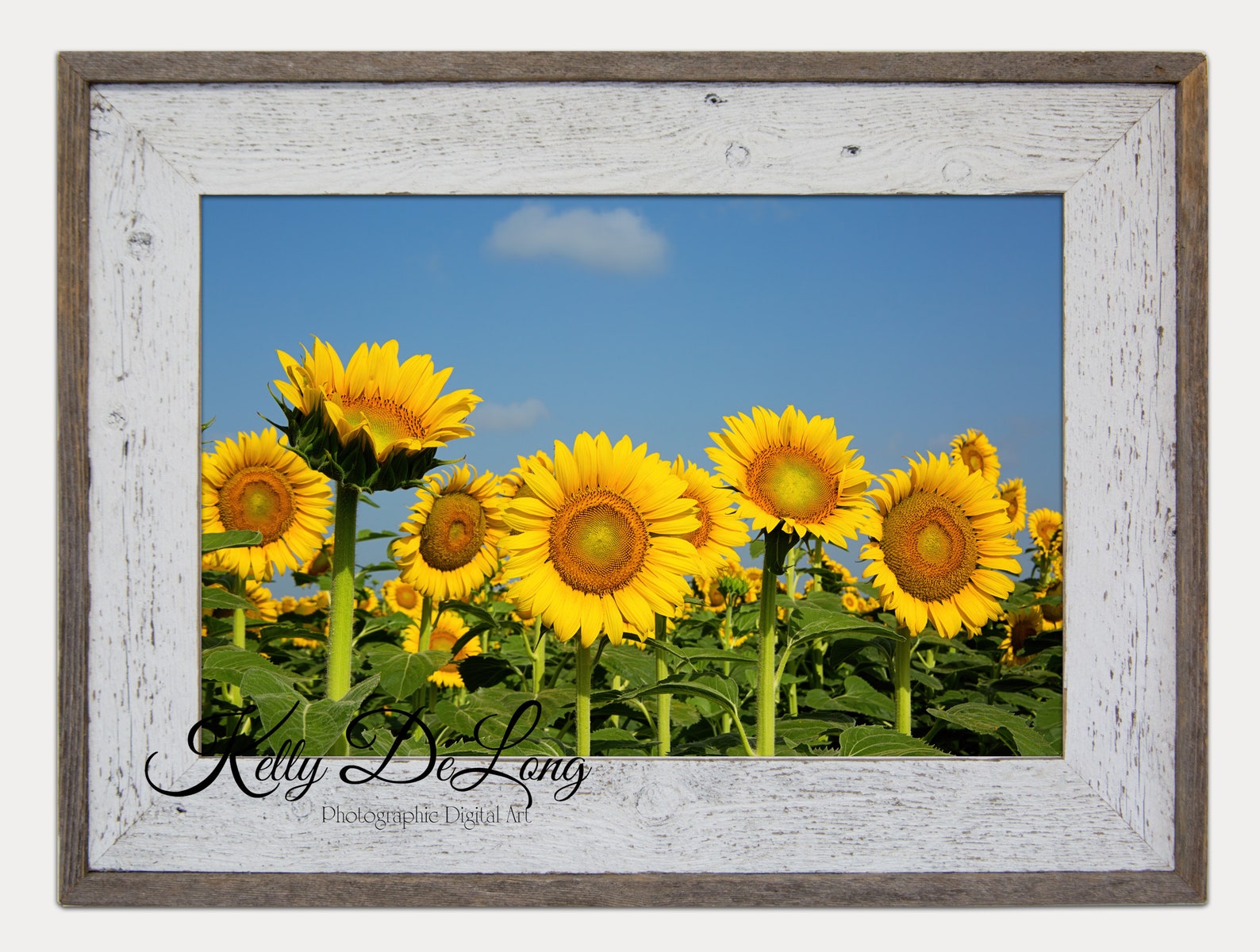 Big, Beautiful Sunflowers, Art Print, Canvas Wrap or Metal Print ...