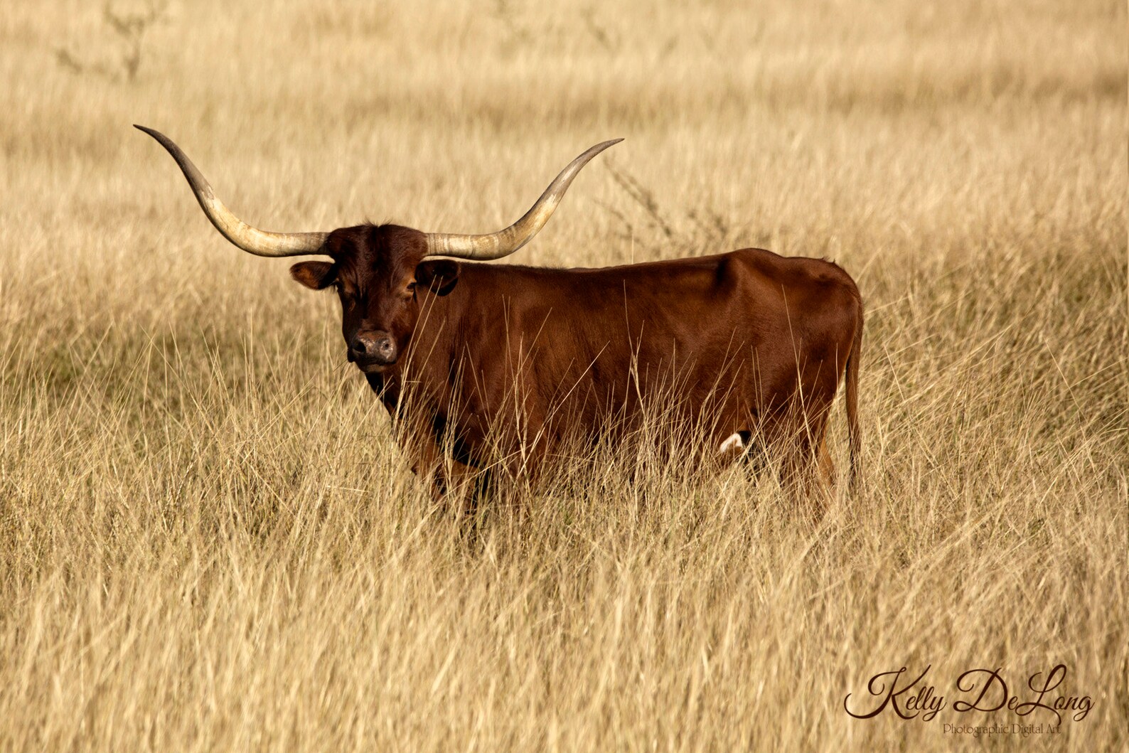 Texas Longhorn Photo Print Canvas Wrap or Metal. Gorgeous - Etsy