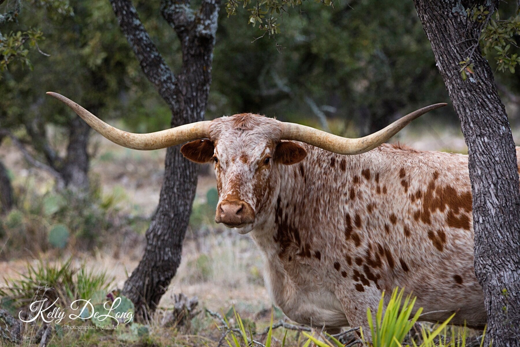 Texas Longhorn Photography Print, Canvas Wrap or Metal. Beautiful ...