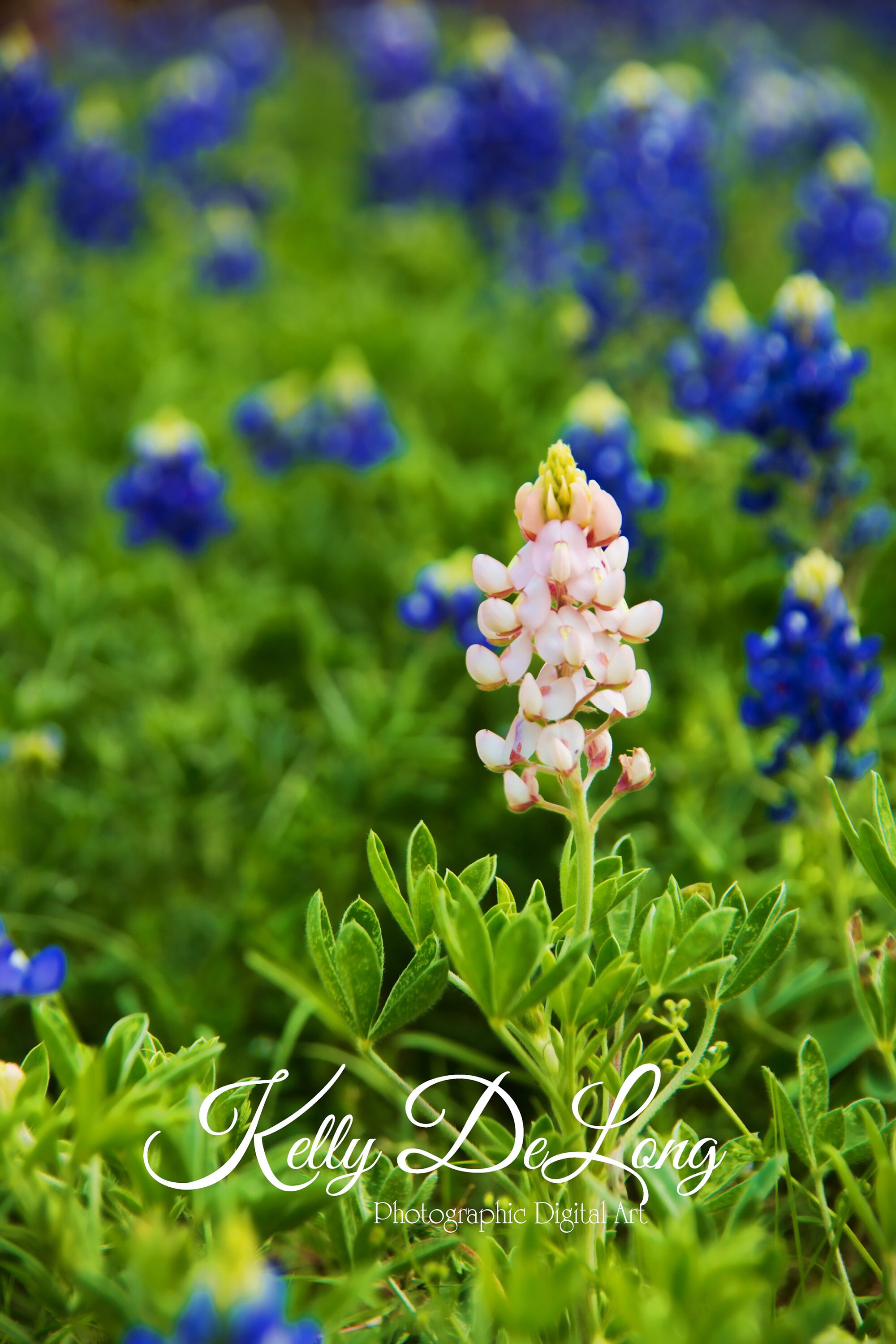 Pink South Texas Bluebonnet- Mounted Print, Canvas Wrap or Metal ...